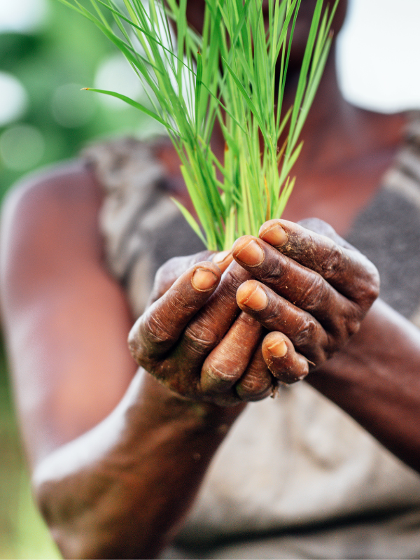 Regional Service Centre, Africa (RSCA) – RP on Track.